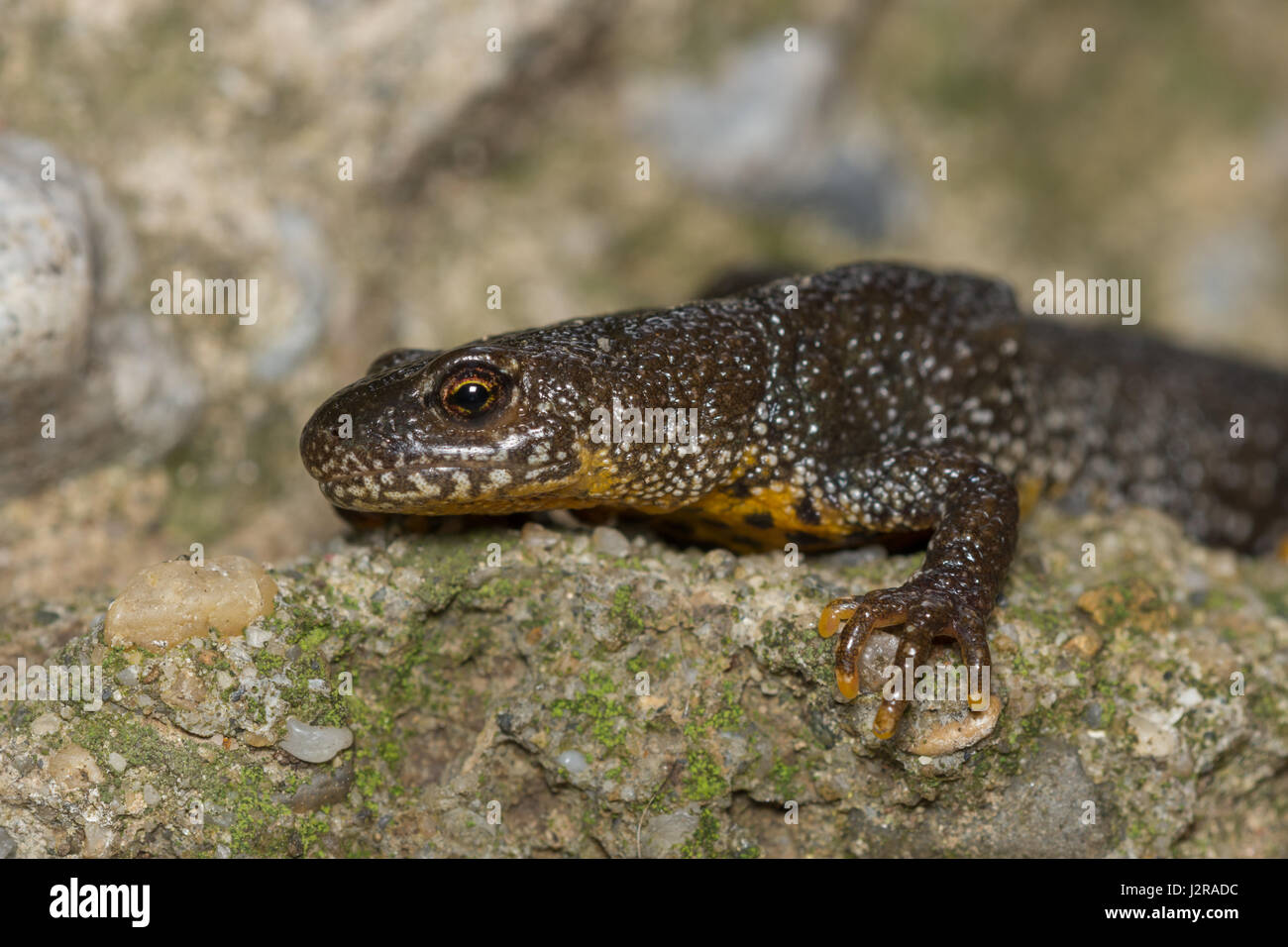 Triturus Dobrogicus,The Danube crested newt Stock Photo - Alamy