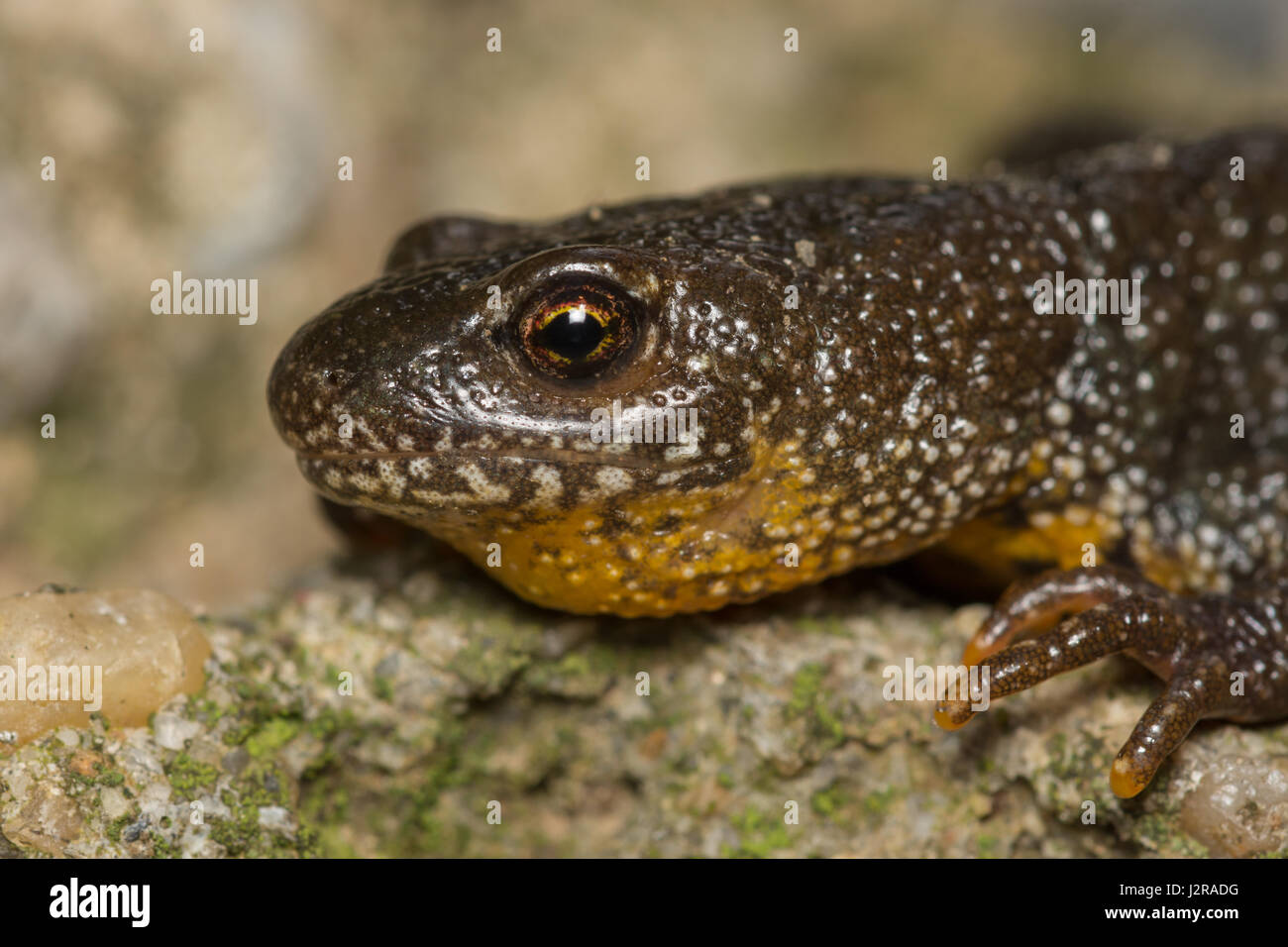 Newt amphibian triturus cristatus hi-res stock photography and images ...