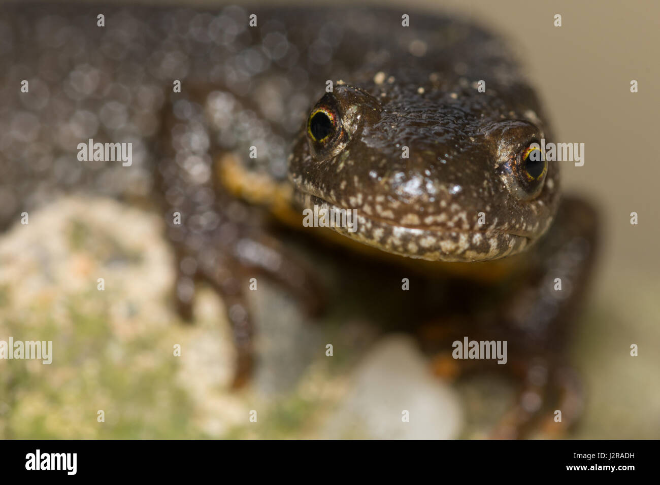 Newt amphibian triturus cristatus hi-res stock photography and images ...
