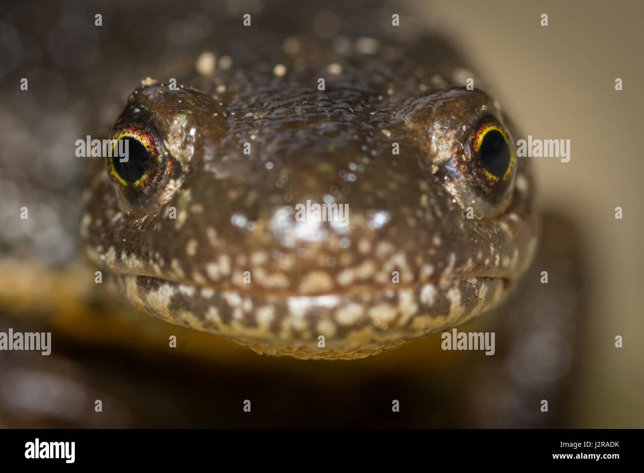 Triturus Dobrogicus,The Danube crested newt Stock Photo - Alamy