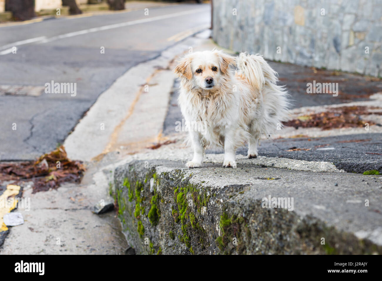Portrait of a Sad Homeless Dog Stock Photo - Alamy