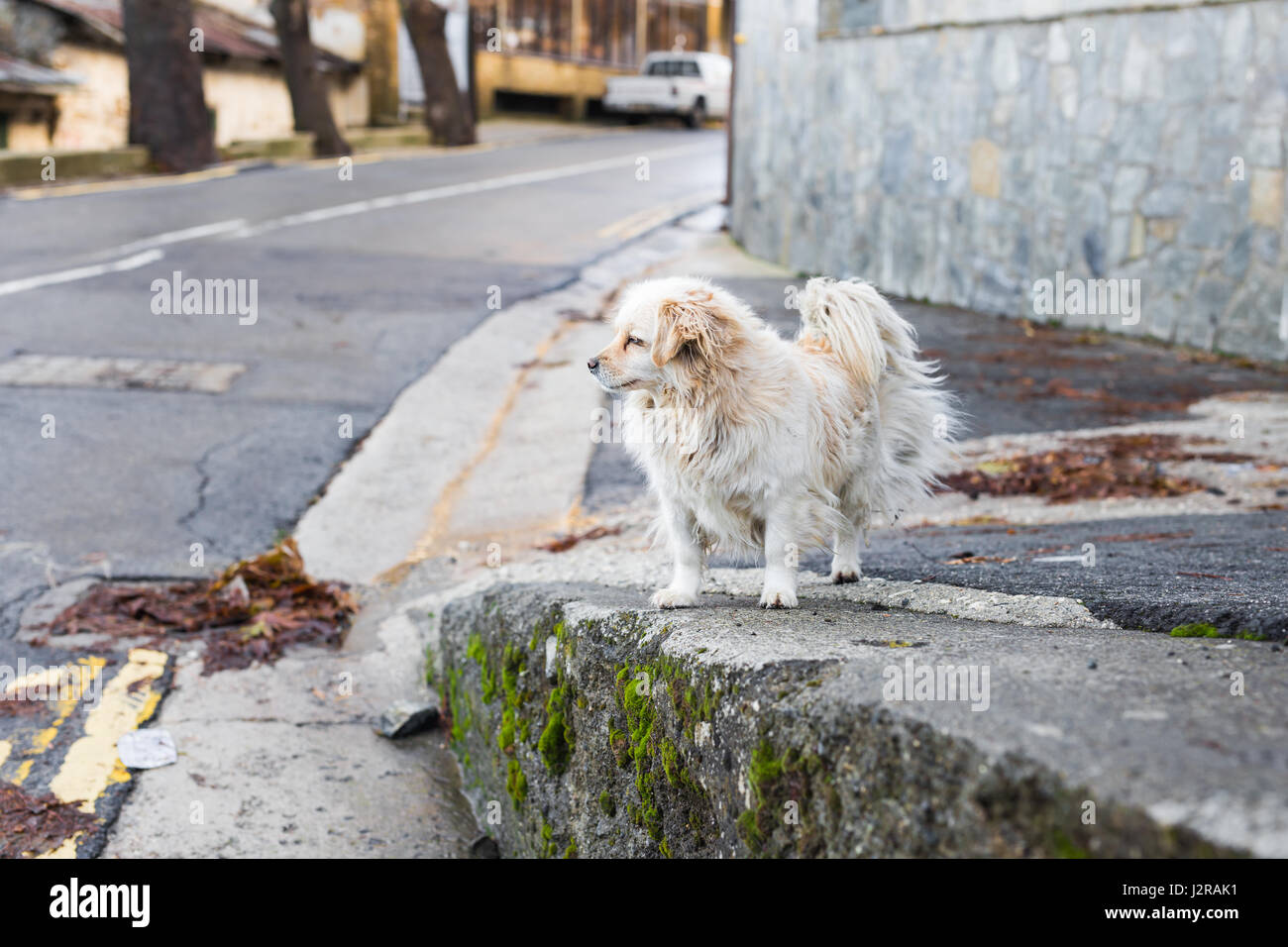 Portrait of a Sad Homeless Dog Stock Photo - Alamy
