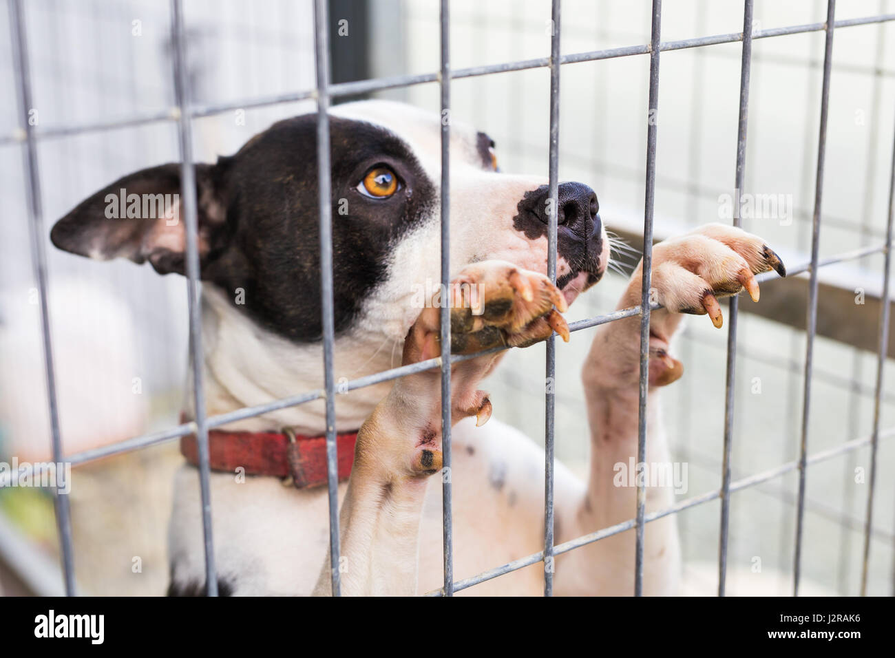 Close up of dog bulldog in a cage Stock Photo - Alamy