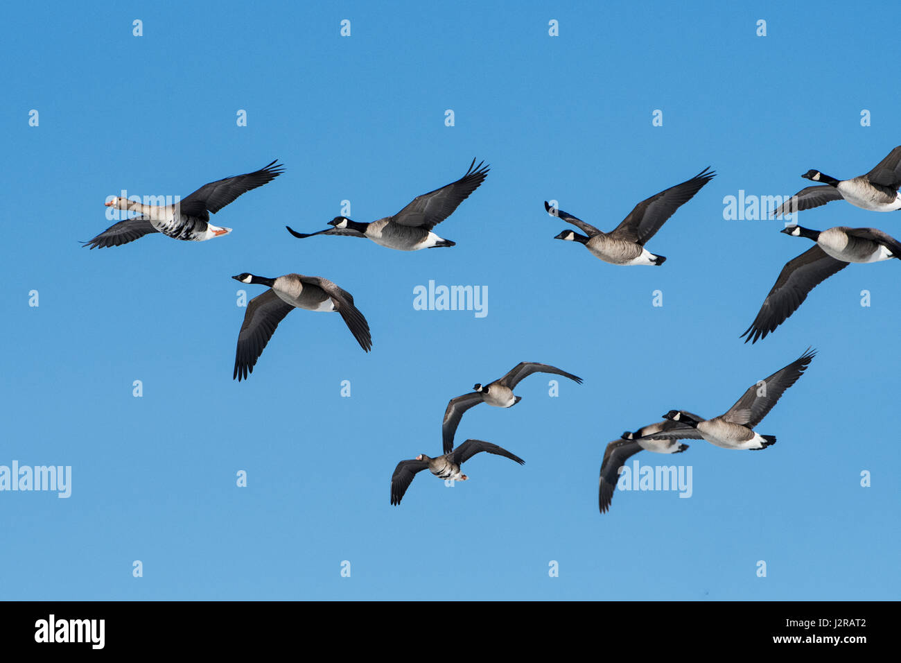 Alaska; Tanana Valley; Wildlife; Birds; Migration; Greater Canada Geese ...