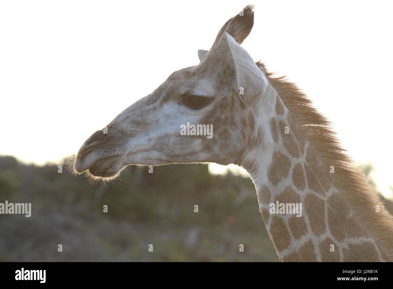 Side profile of Giraffe with sun behind Stock Photo - Alamy