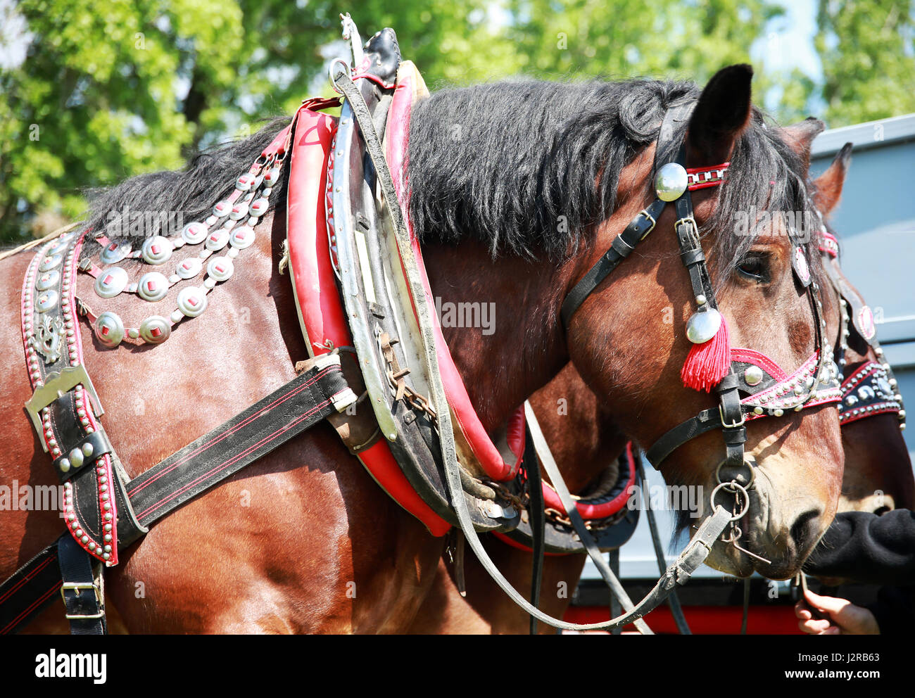 Farm horse fitted with beautiful handmade harness waiting to go to work ...