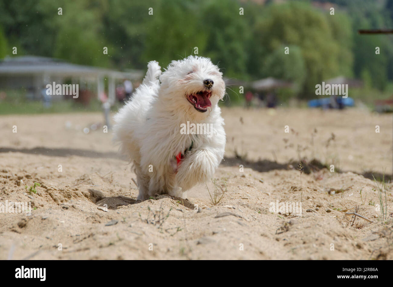 Cute puppy running - Maltese puppy Stock Photo - Alamy