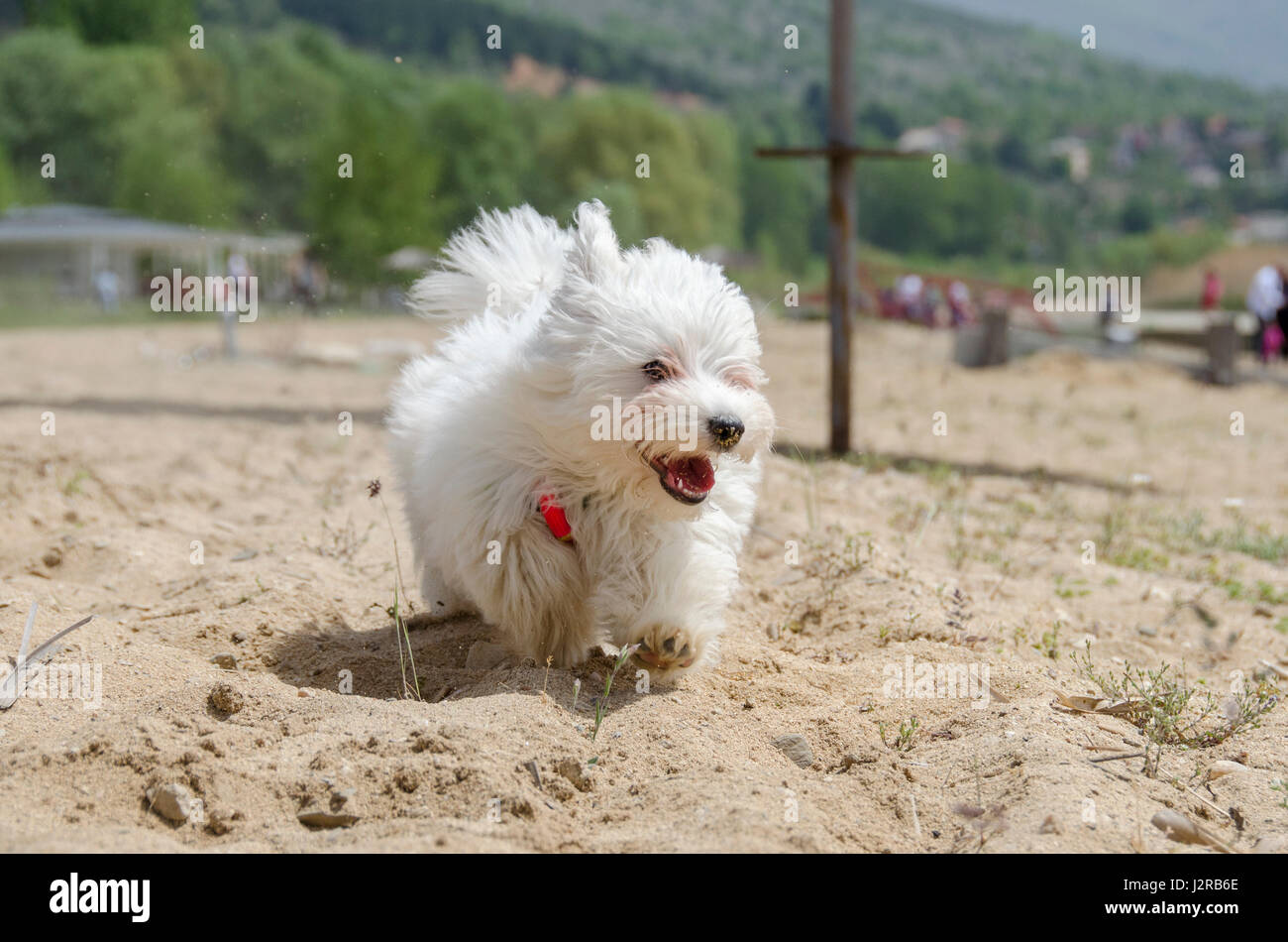 Cute puppy running - Maltese puppy Stock Photo - Alamy