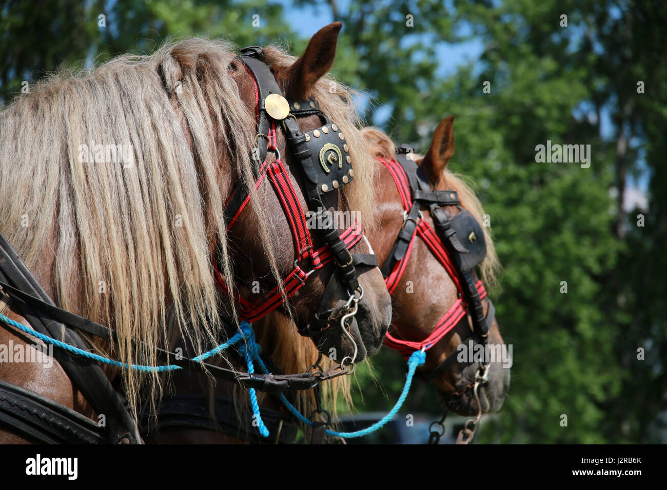 Farm horses fitted with beautiful handmade harness waiting to go to ...