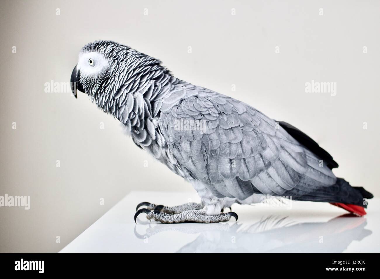 African grey parrot flying hi-res stock photography and images - Alamy