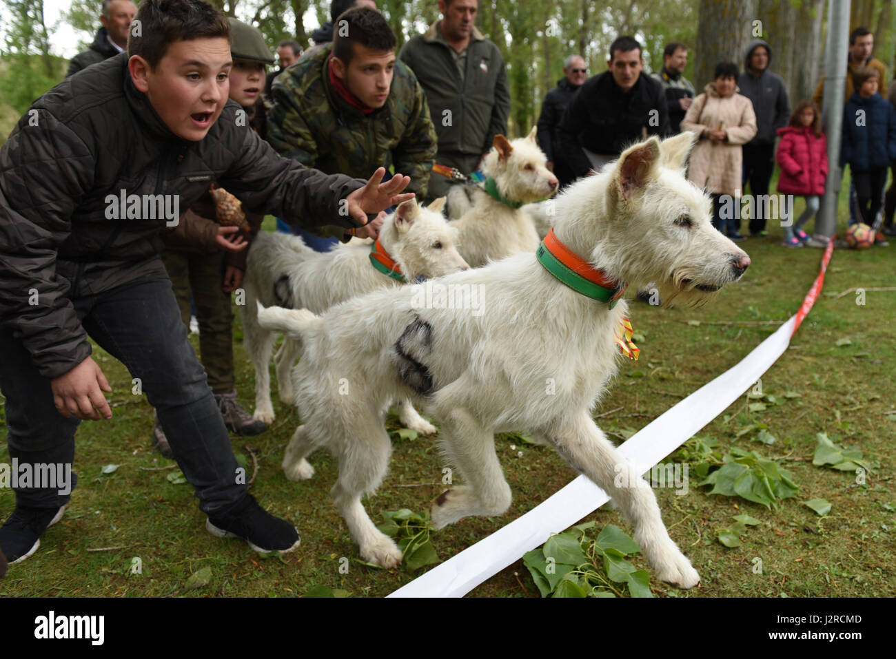 Almazán, Spain. 30th Apr, 2017. A group of hunting dogs pictured during ...