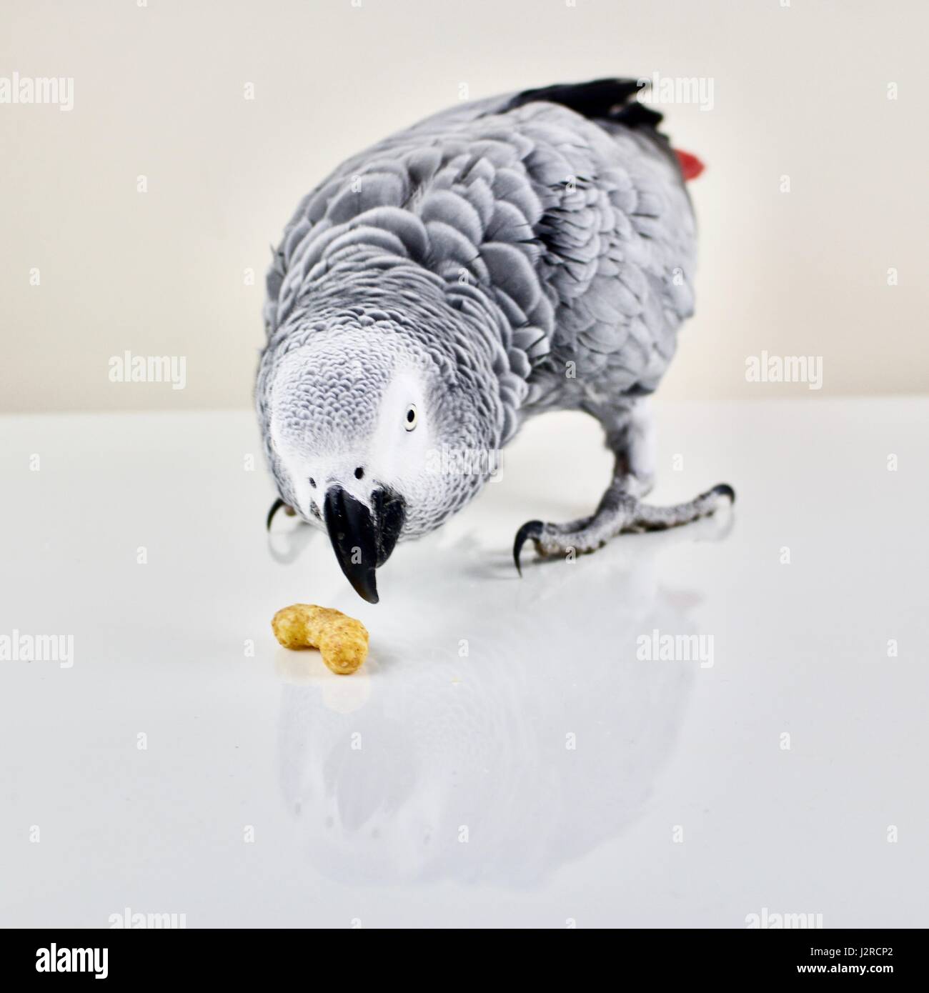African grey parrot smell peanut crisp Stock Photo - Alamy