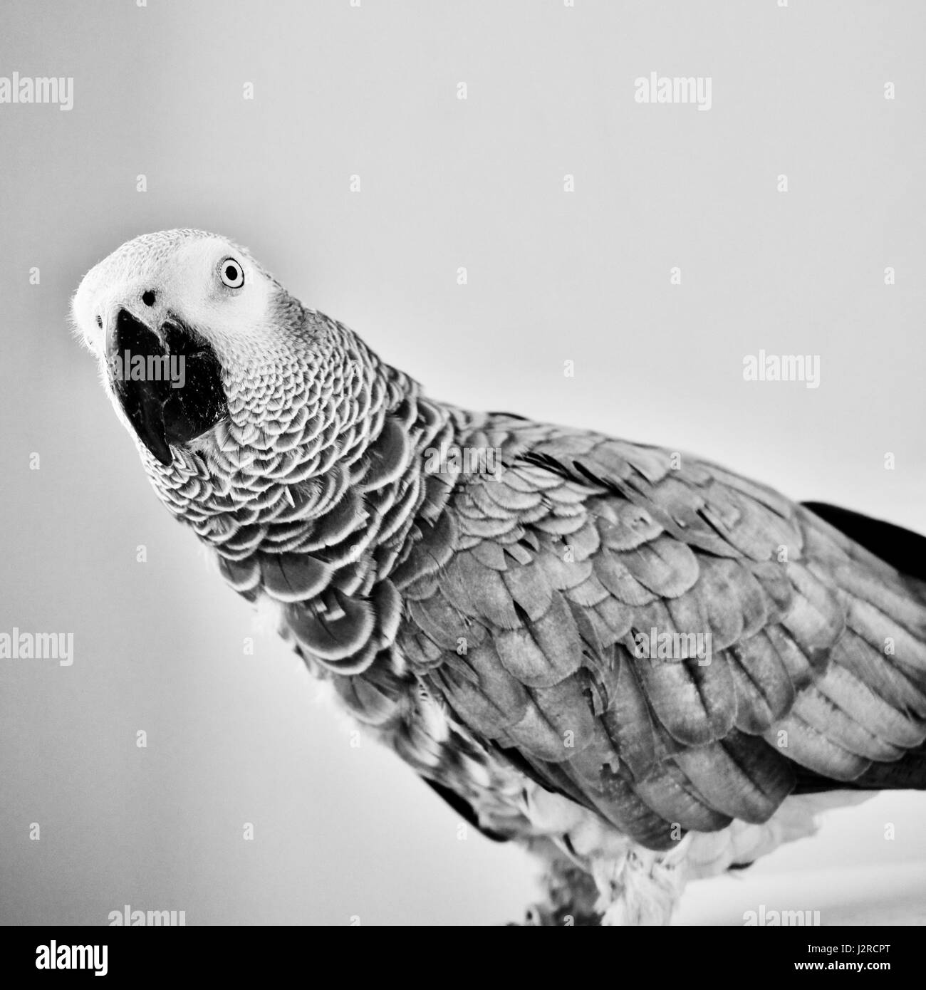 Wild african grey parrot Stock Photo - Alamy