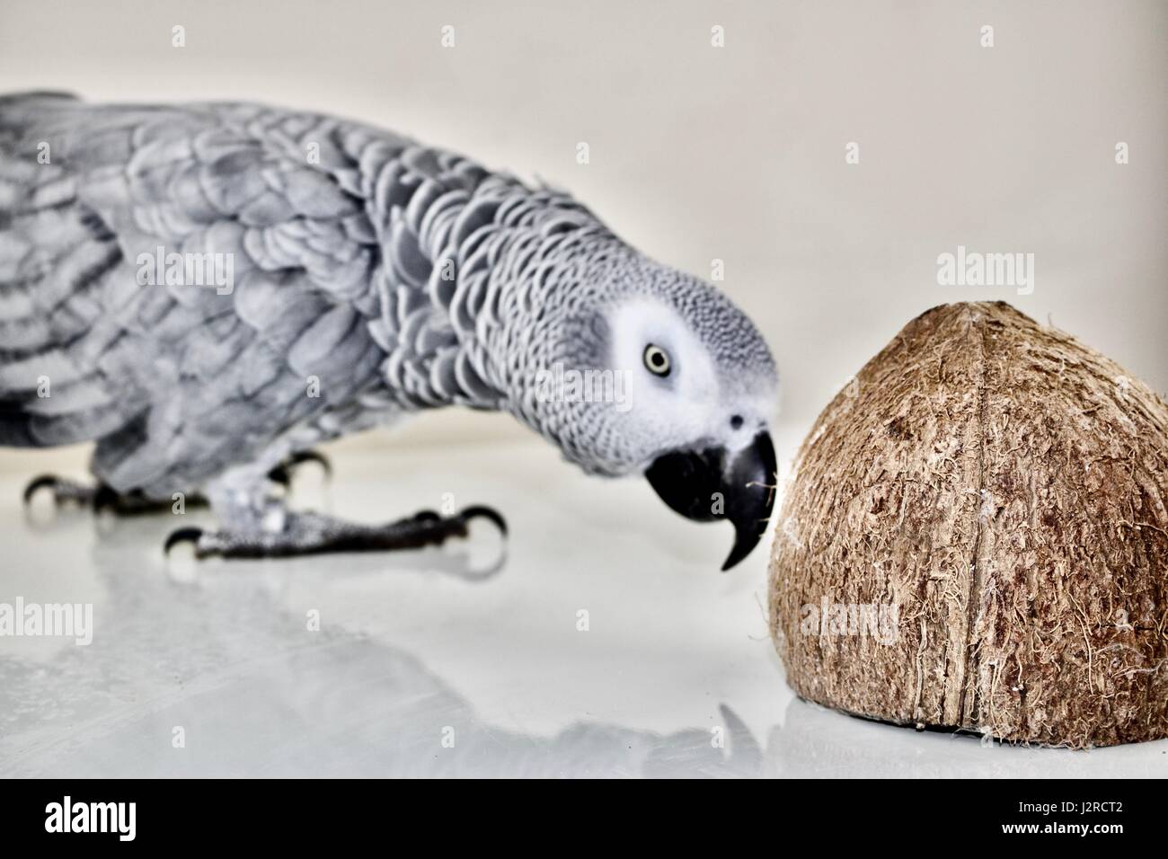 Pet. African grey parrot and coconut Stock Photo - Alamy
