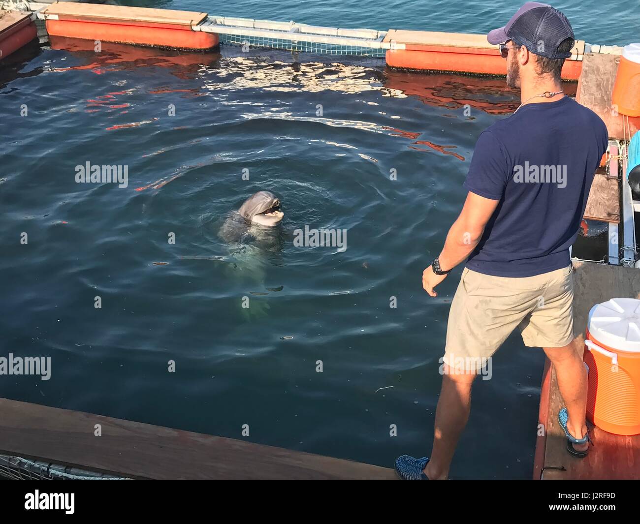 Navy marine mammal program hi-res stock photography and images - Alamy