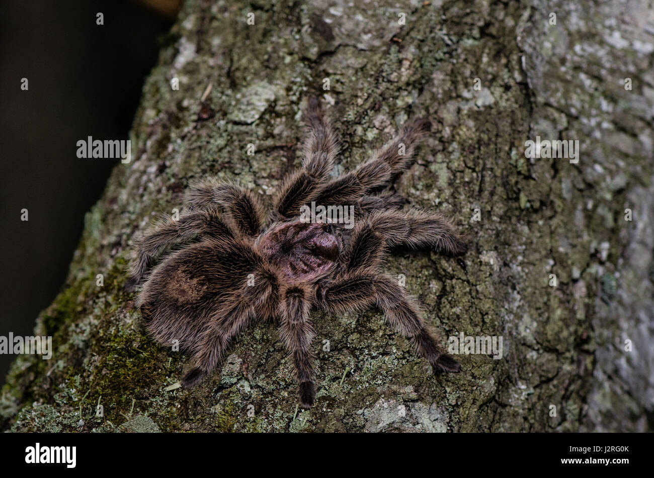 Furry tarantula alfresco walking along the tree trunk Stock Photo - Alamy