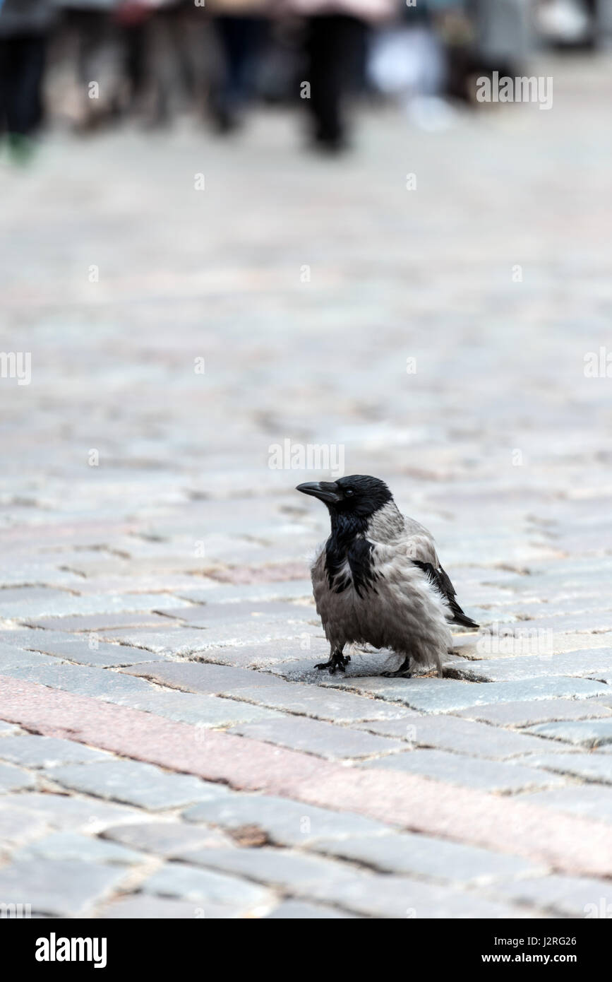 Lonely crow hi-res stock photography and images - Alamy