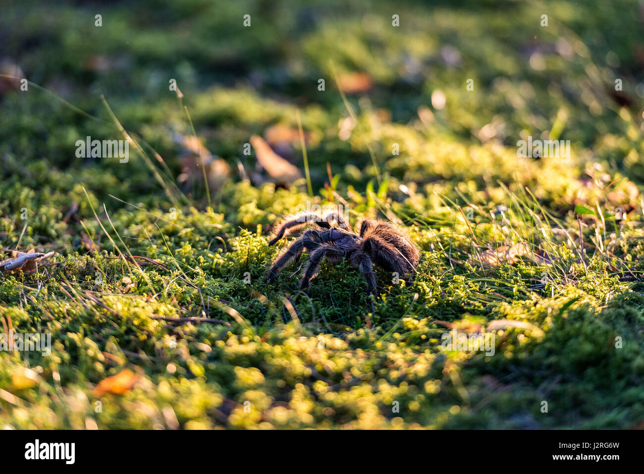 Tarantula walking hi-res stock photography and images - Alamy