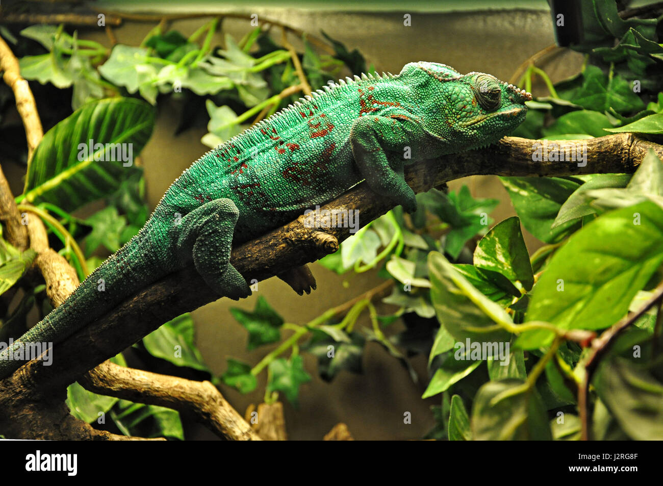 Green chameleon lying on a tree branch Stock Photo - Alamy