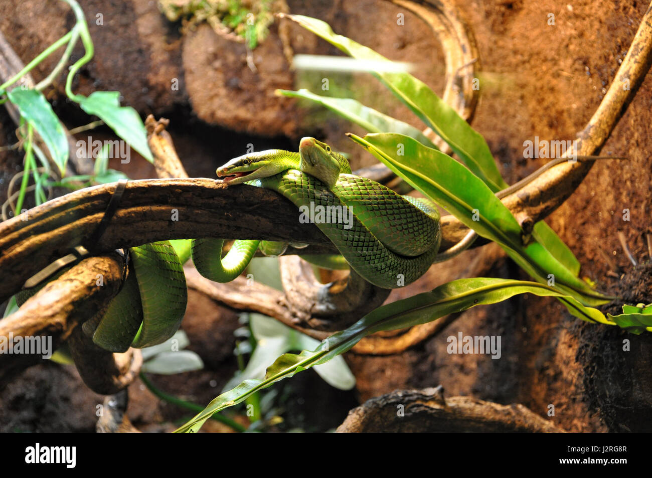 Snake curled on tree branch hi-res stock photography and images - Alamy