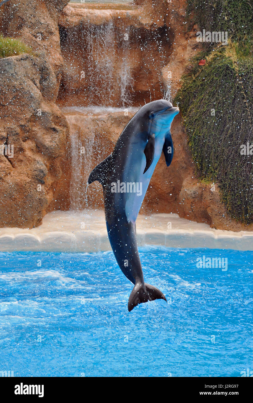 Animals photography. Young dolphin acrobat demonstrate their skills ...