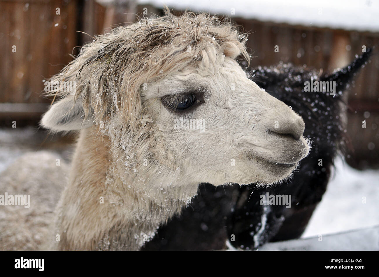 Animal close up photography. Young lama portrait Stock Photo - Alamy