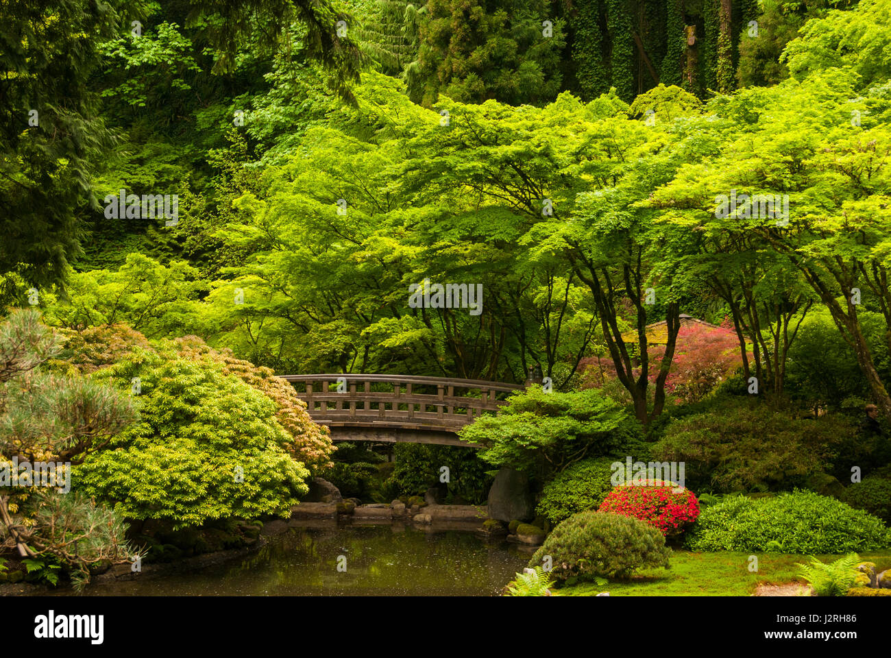 Wooden bridge over a pond in a Japanese garden Stock Photo - Alamy
