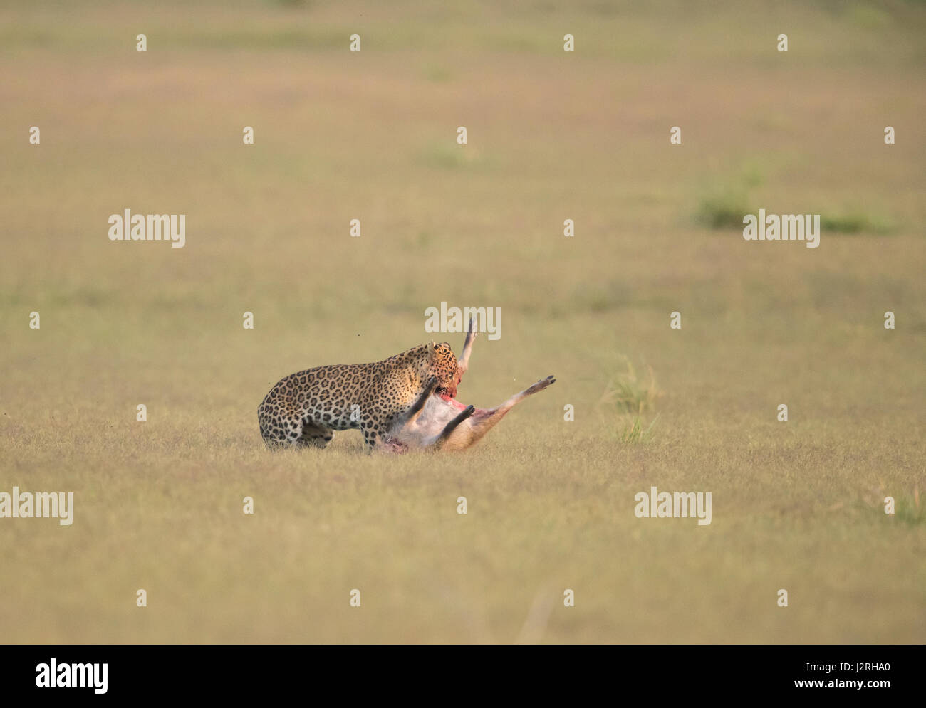 Leopard feeding on Hog deer kill Stock Photo - Alamy