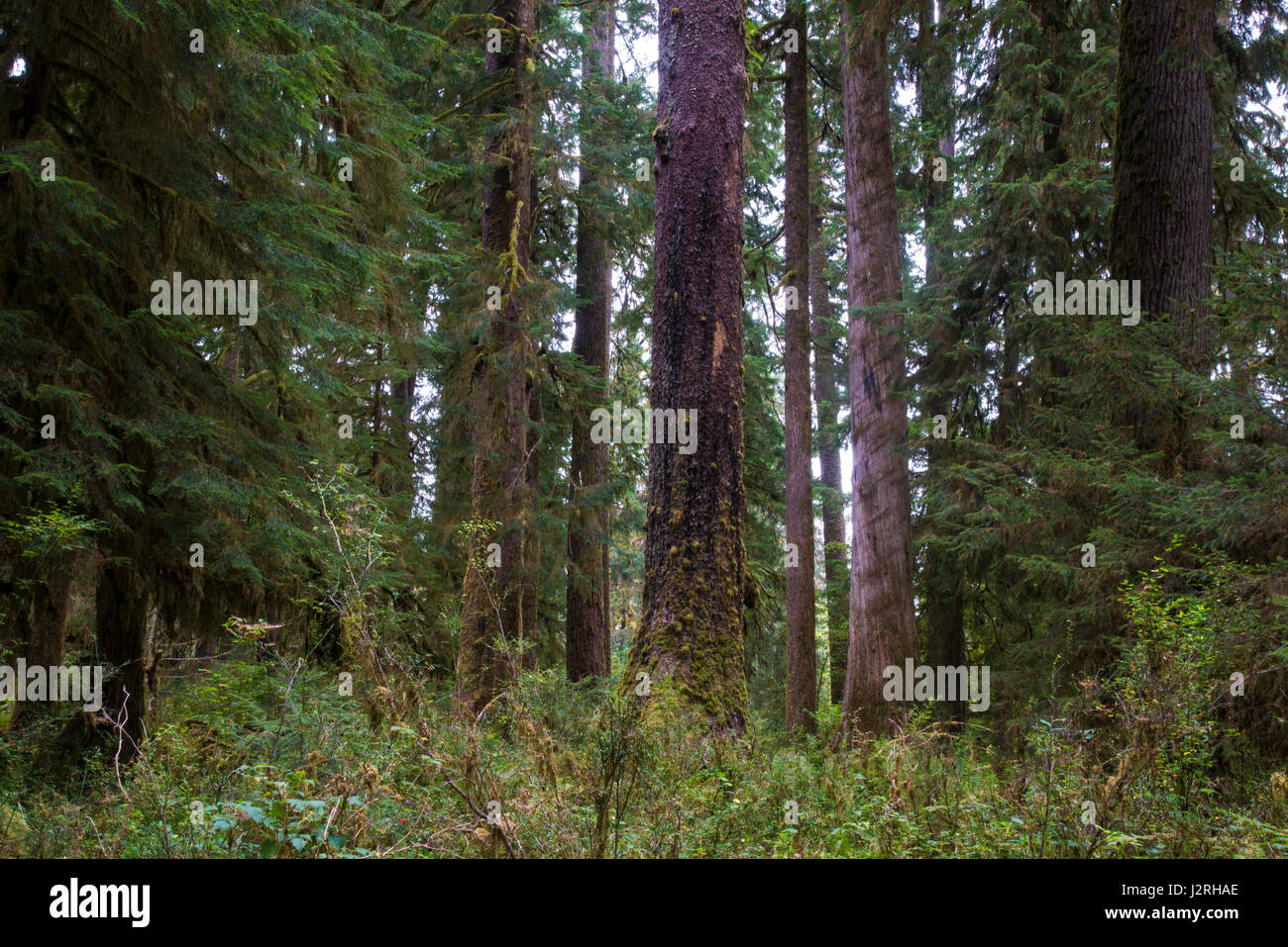 Trees in the Hoh Rain Forest in Washington state's Olympic national ...