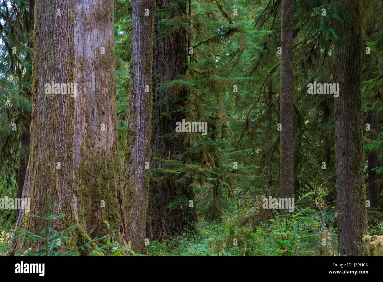 Trees in the Hoh Rain Forest in Washington state's Olympic national ...