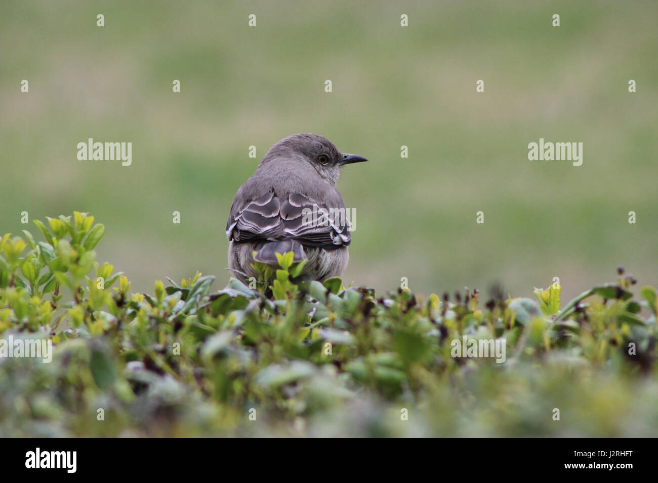 Baby bird in bush hi-res stock photography and images - Alamy