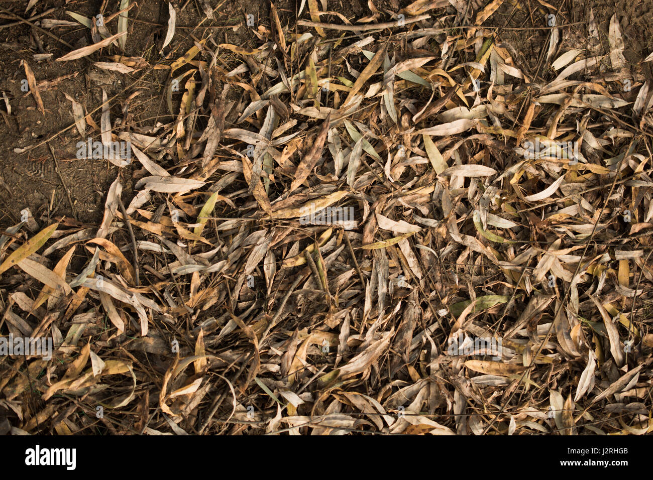 Texture background of autumn season with some of its elements Stock ...