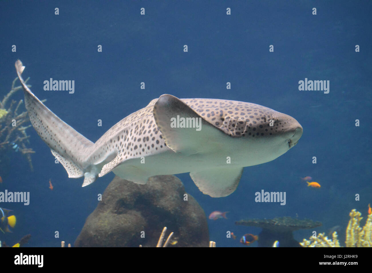 Shark in the tank Stock Photo - Alamy
