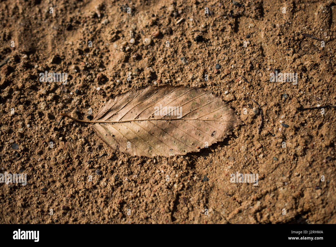 Beautiful dry autumn leaf placed on a certain background Stock Photo ...