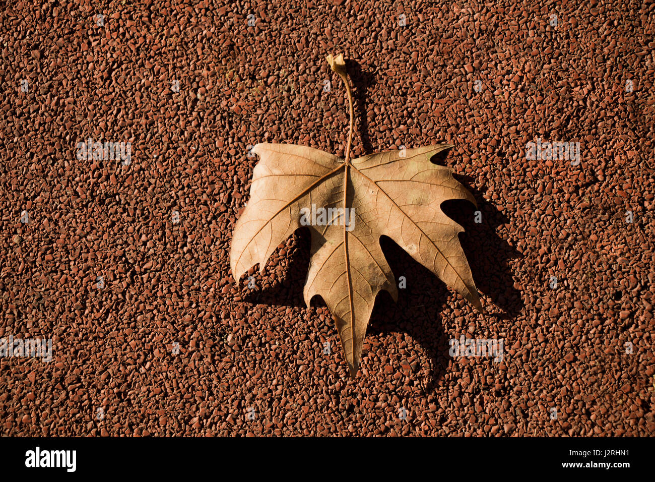 Beautiful dry autumn leaf placed on a certain background Stock Photo ...