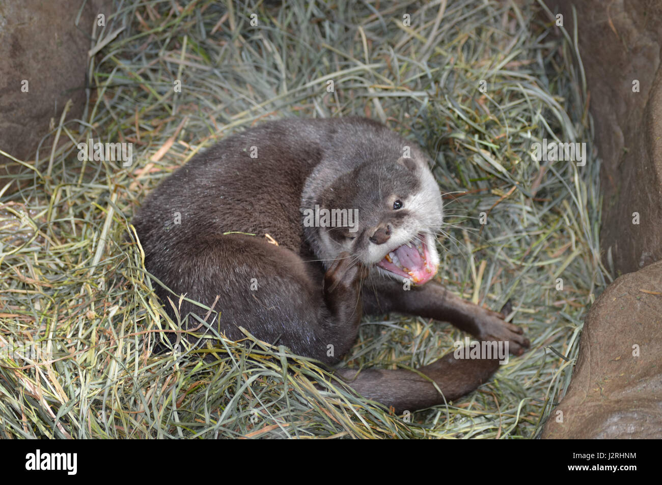 Otter eyes hi-res stock photography and images - Alamy
