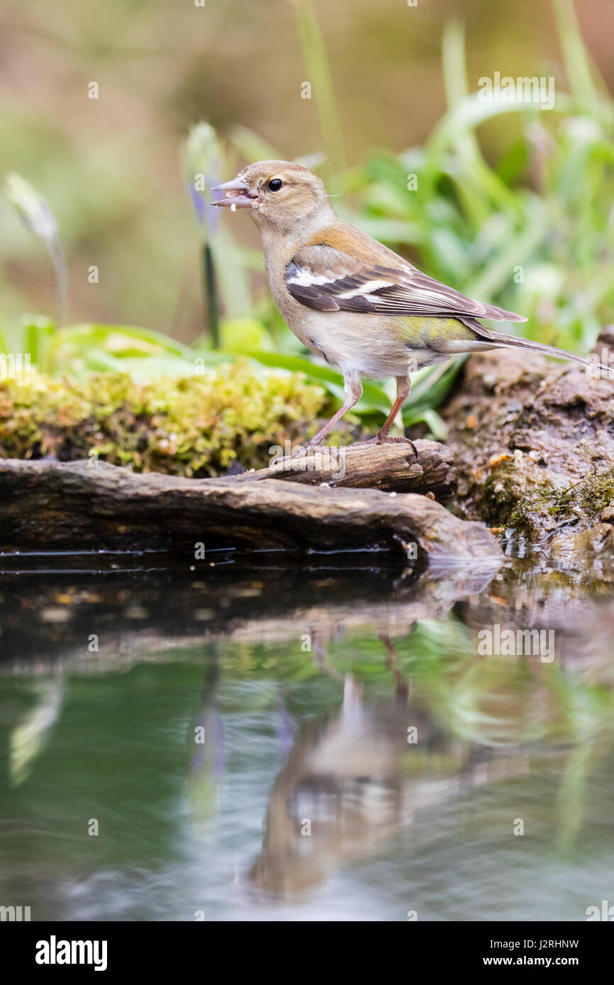 Chaffinch foraging near a small pool in mid Wales Stock Photo - Alamy