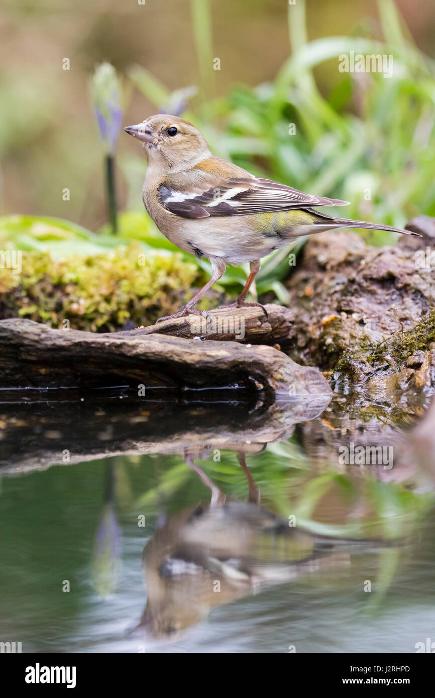 Chaffinch foraging near a small pool in mid Wales Stock Photo - Alamy