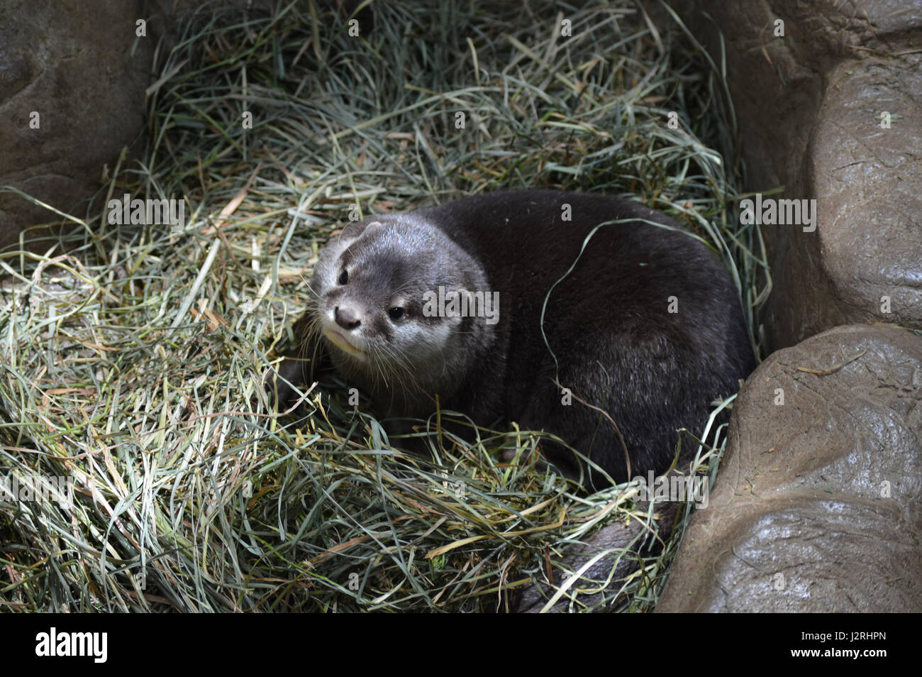 Otter eyes hi-res stock photography and images - Alamy