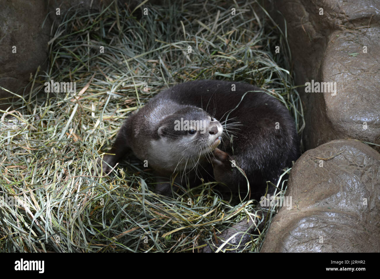 Otter eyes hi-res stock photography and images - Alamy