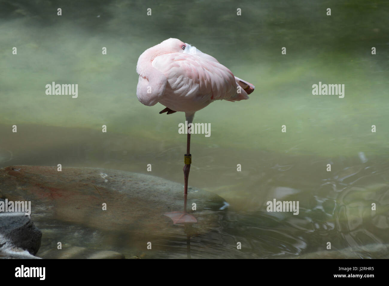 Flamingo bird standing on one leg hi-res stock photography and images ...