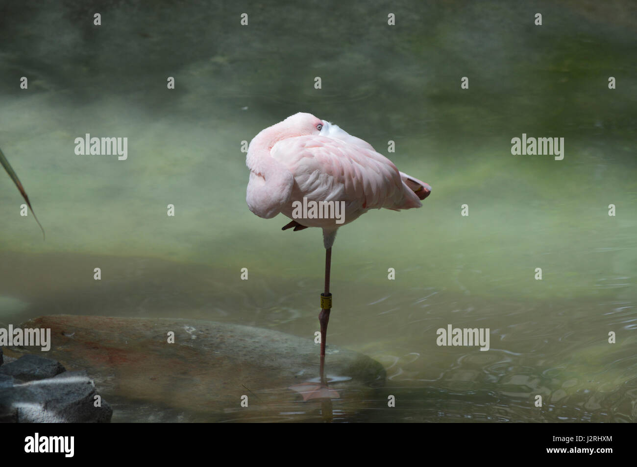 Flamingo one leg hi-res stock photography and images - Alamy
