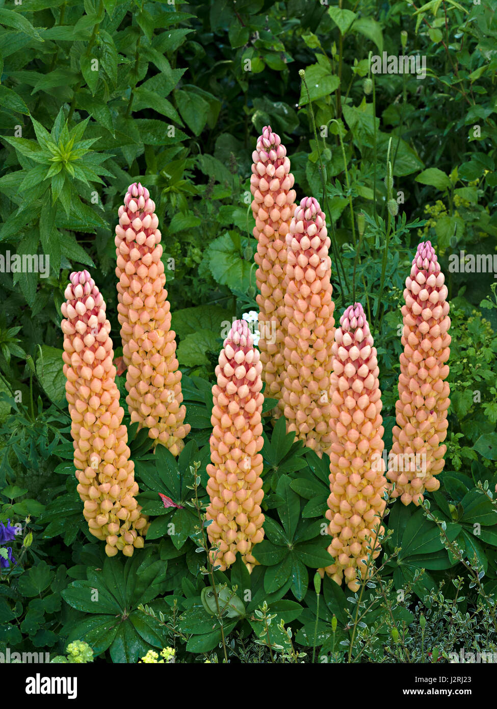 Lupin flower spurs in English cottage garden, UK Stock Photo - Alamy