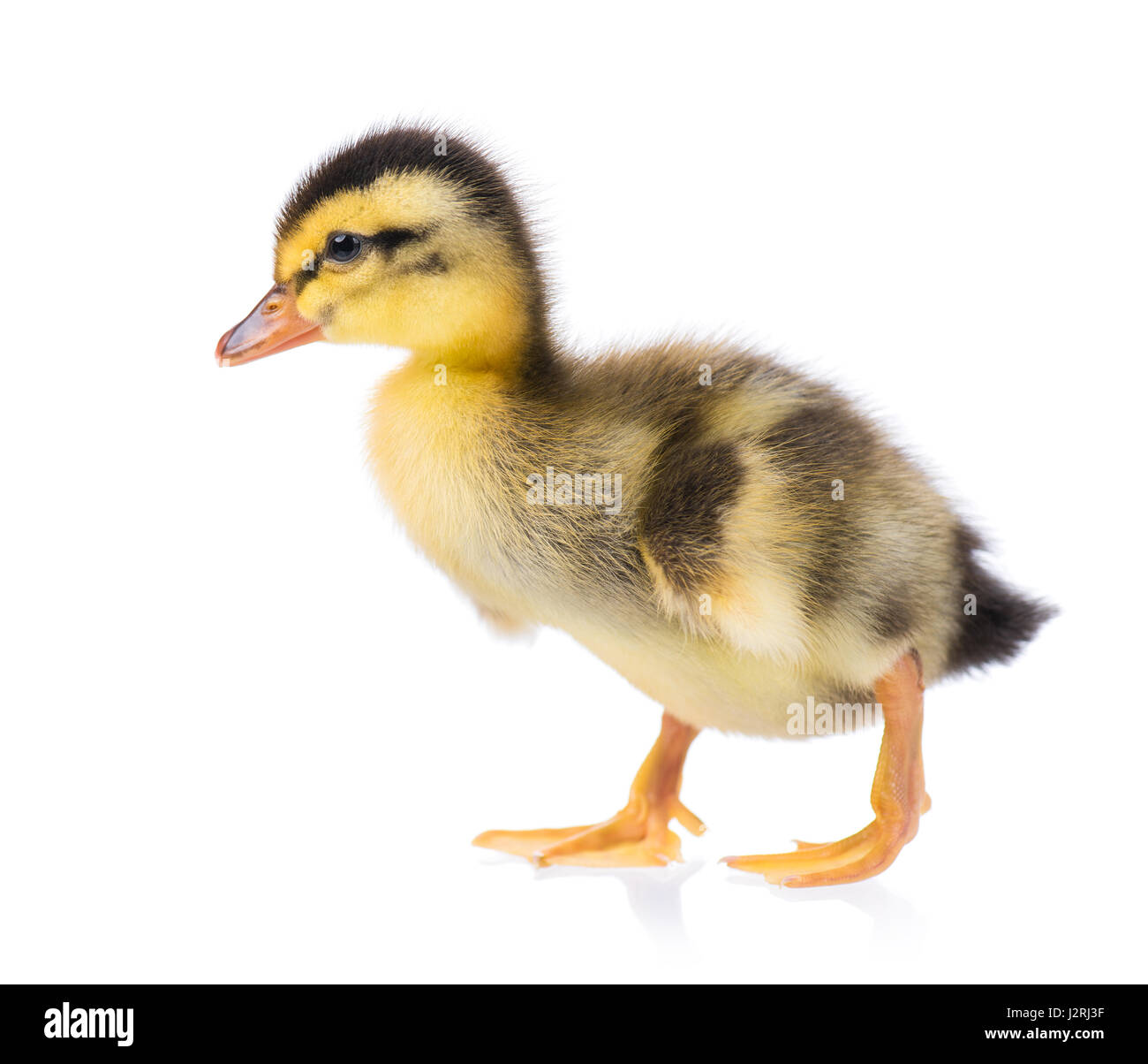 Cute little duckling Stock Photo - Alamy