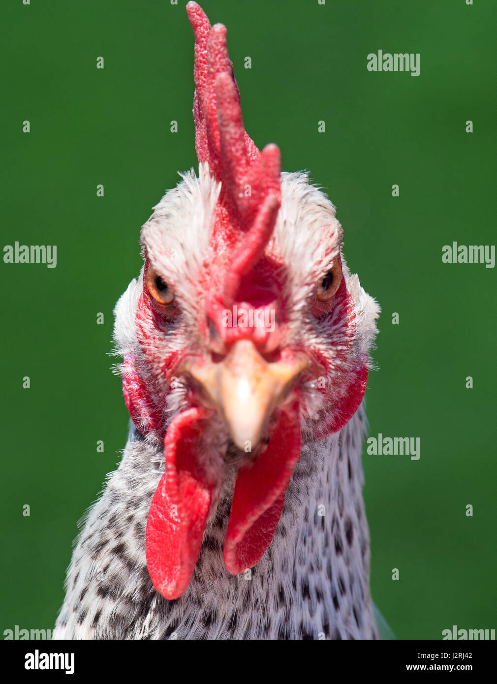 Head white hen on green Stock Photo - Alamy