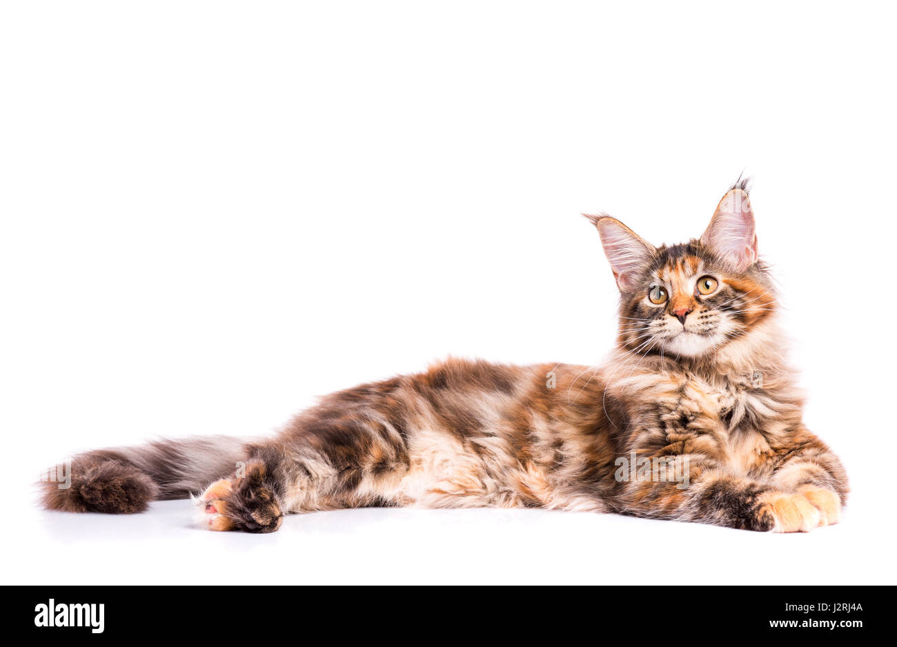 Maine Coon kitten Stock Photo - Alamy