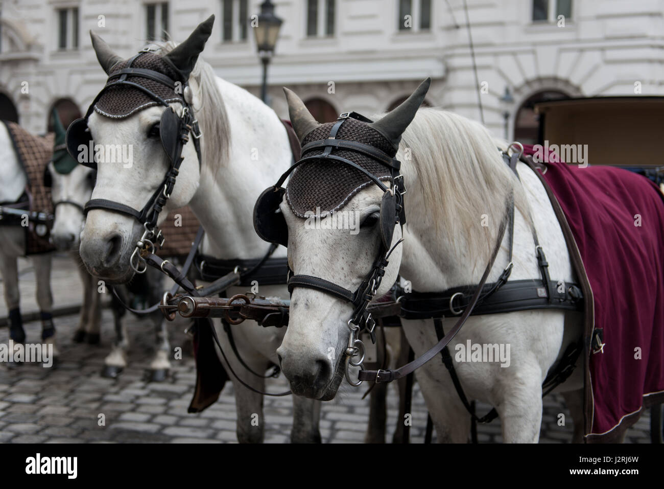 Vienna. Austria. Horses with carriages and carts waiting for tourists ...