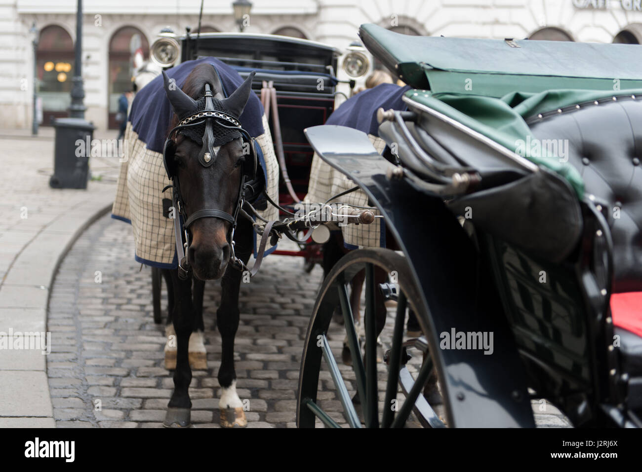 Vienna. Austria. Horses with carriages and carts waiting for tourists ...