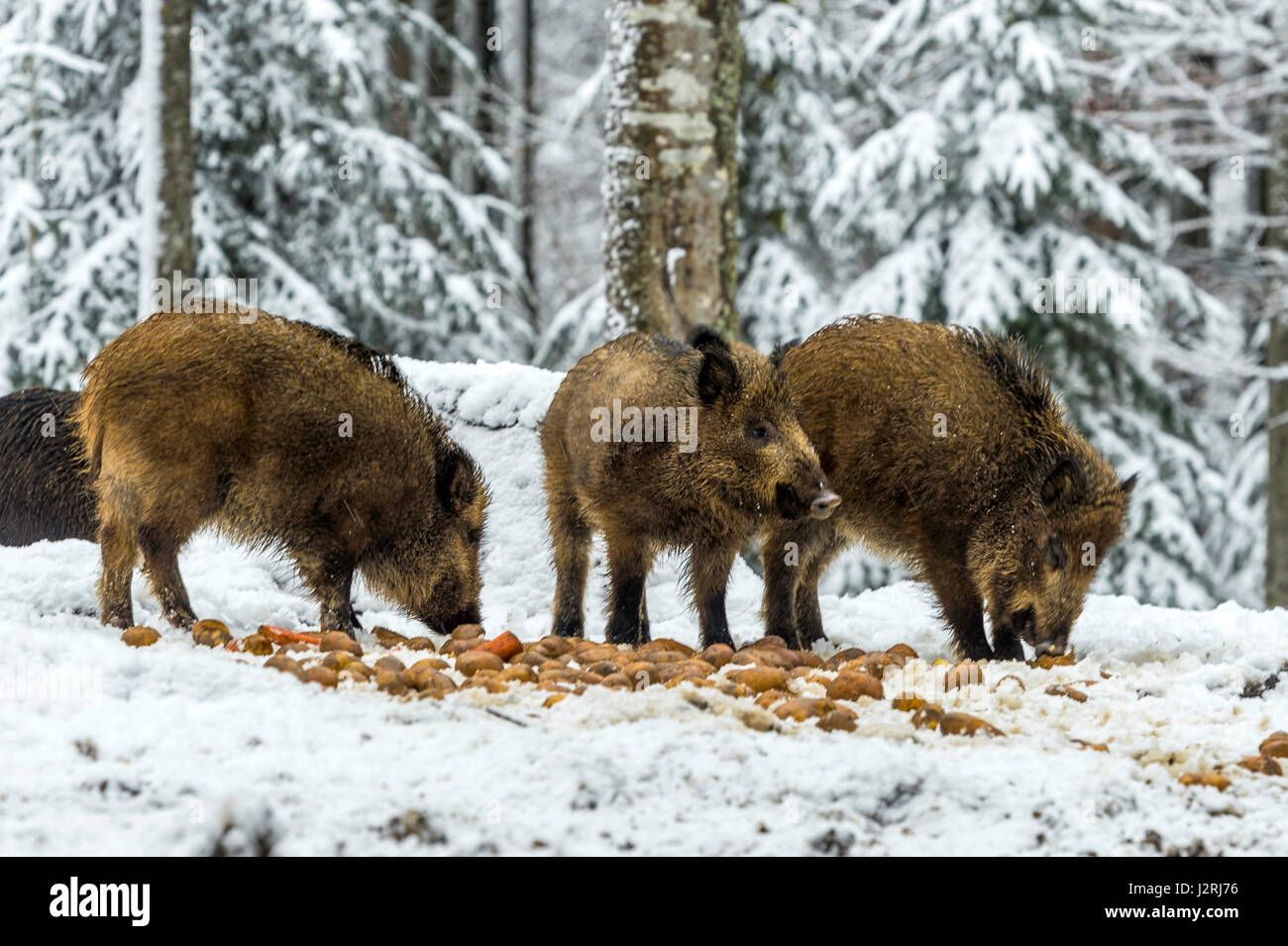 Eurasian Wild Boar (Sus scrofa) standing ground and foraging in a snow ...