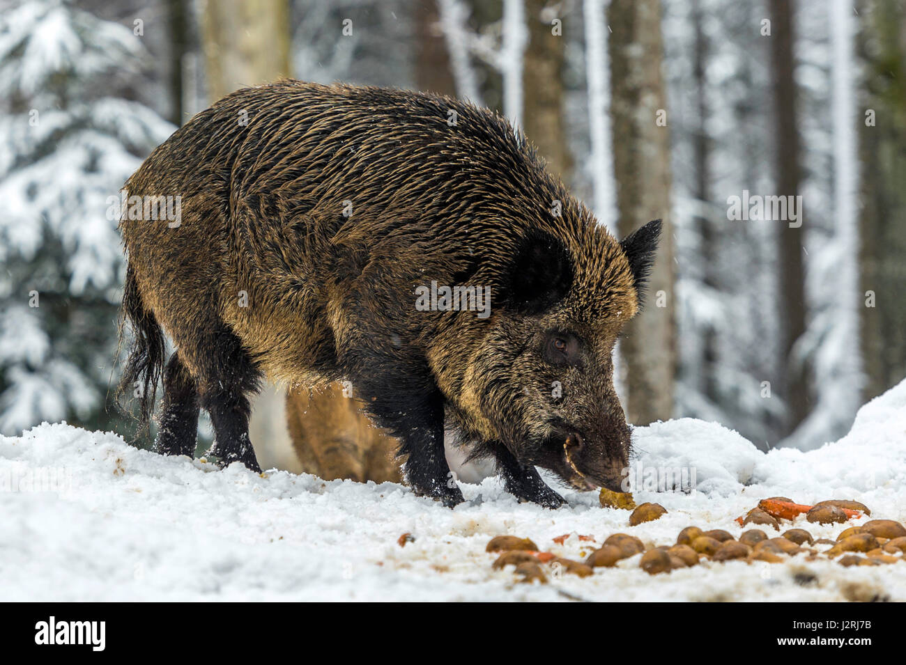 Eurasian Wild Boar (Sus scrofa) standing ground and foraging in a snow ...